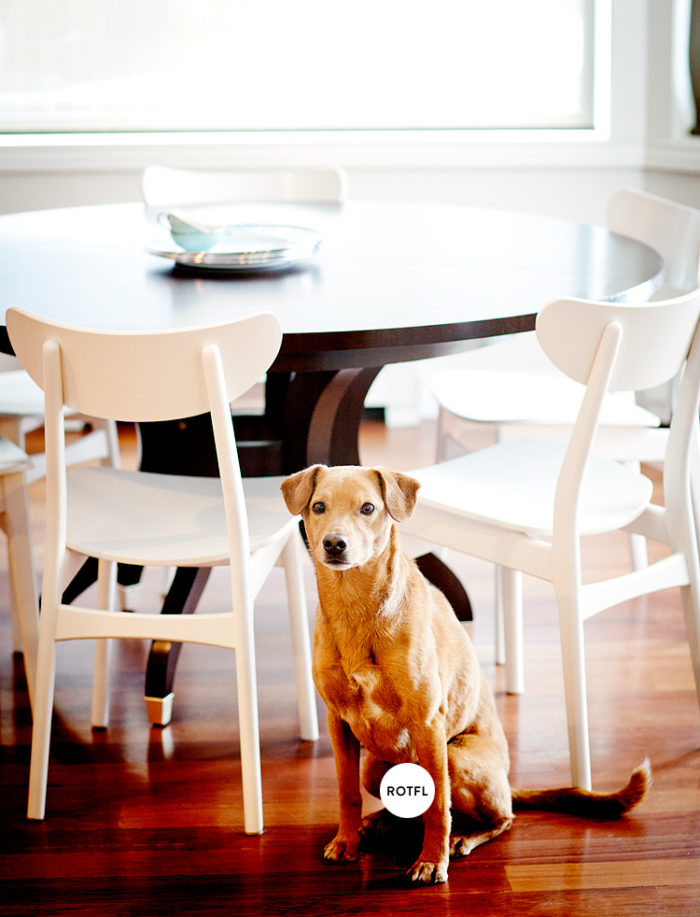 A dog and a dining set | dooce®