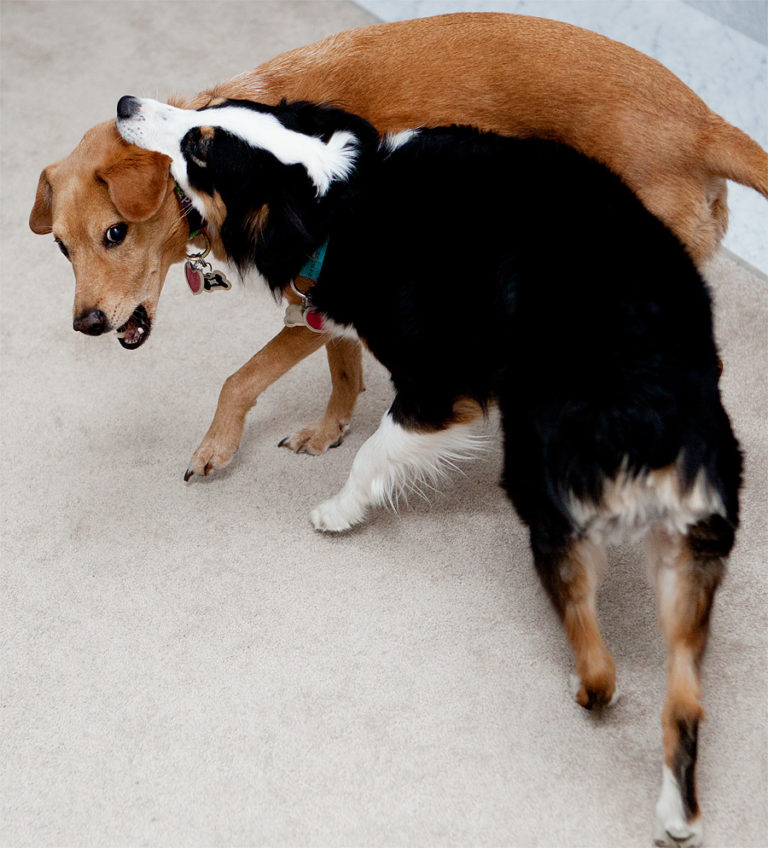 Neck nuzzle | dooce®