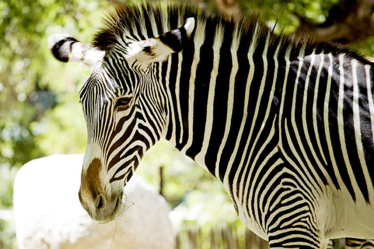 Odd-toed ungulate | dooce®