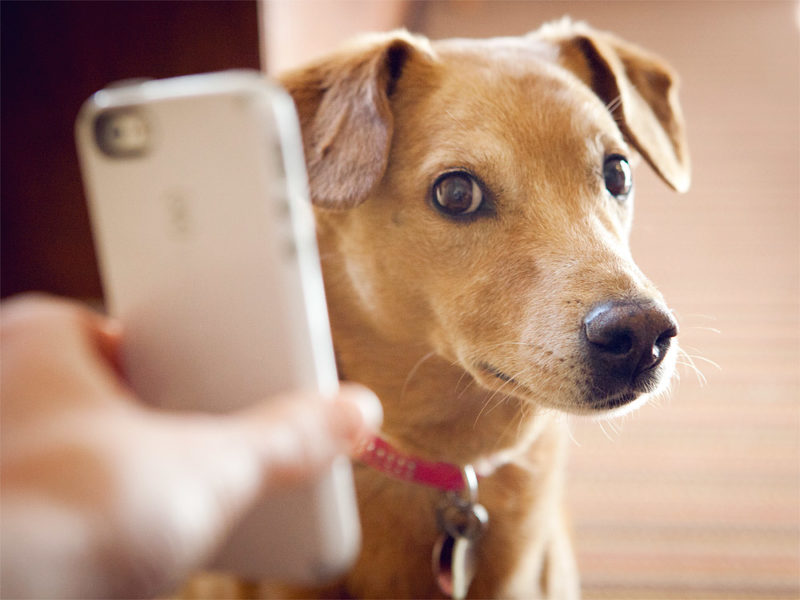 Yes, Sir approves | dooce®