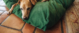 These furry children of ours | dooce®
