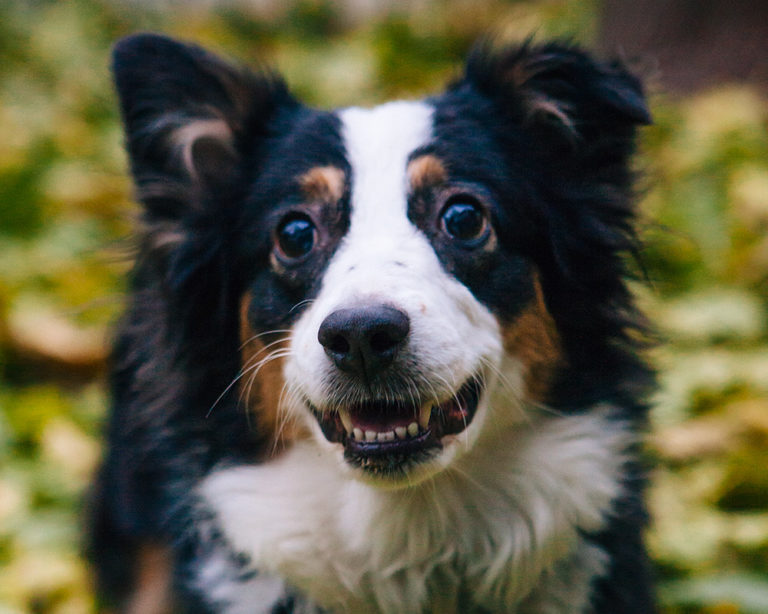 Reconnecting with the dame | dooce®